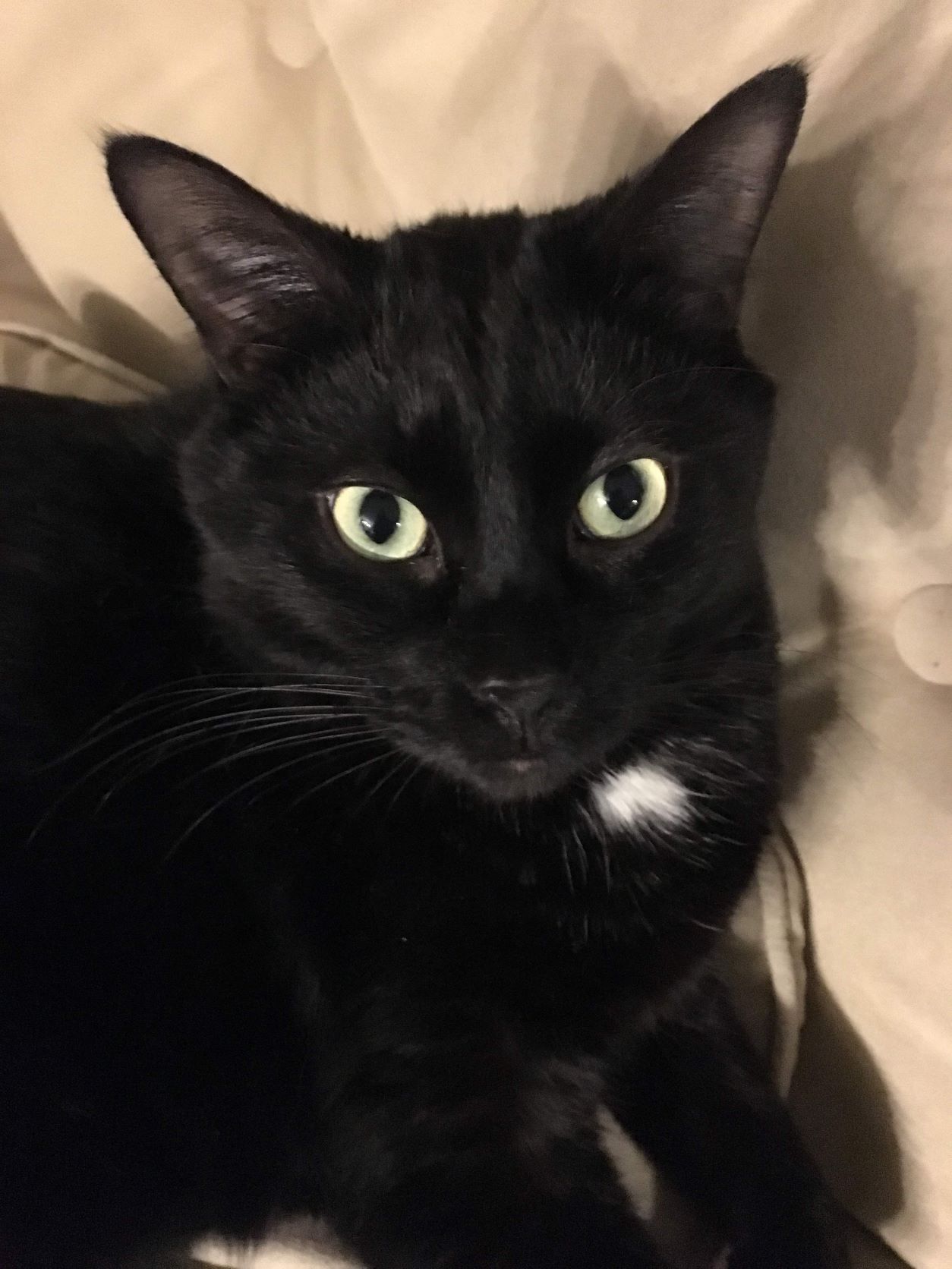Bruce Wayne – Rate My Cat